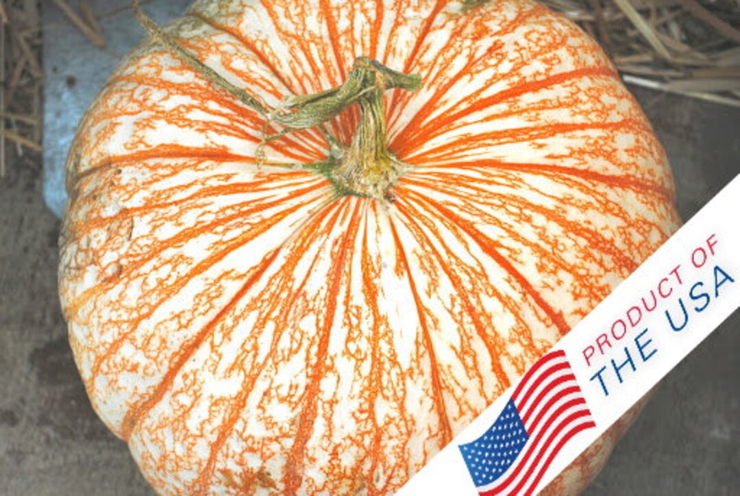 Rare Pumpkin One Too Many Gourd Non GMO Heirloom Vegetable Seeds for ...