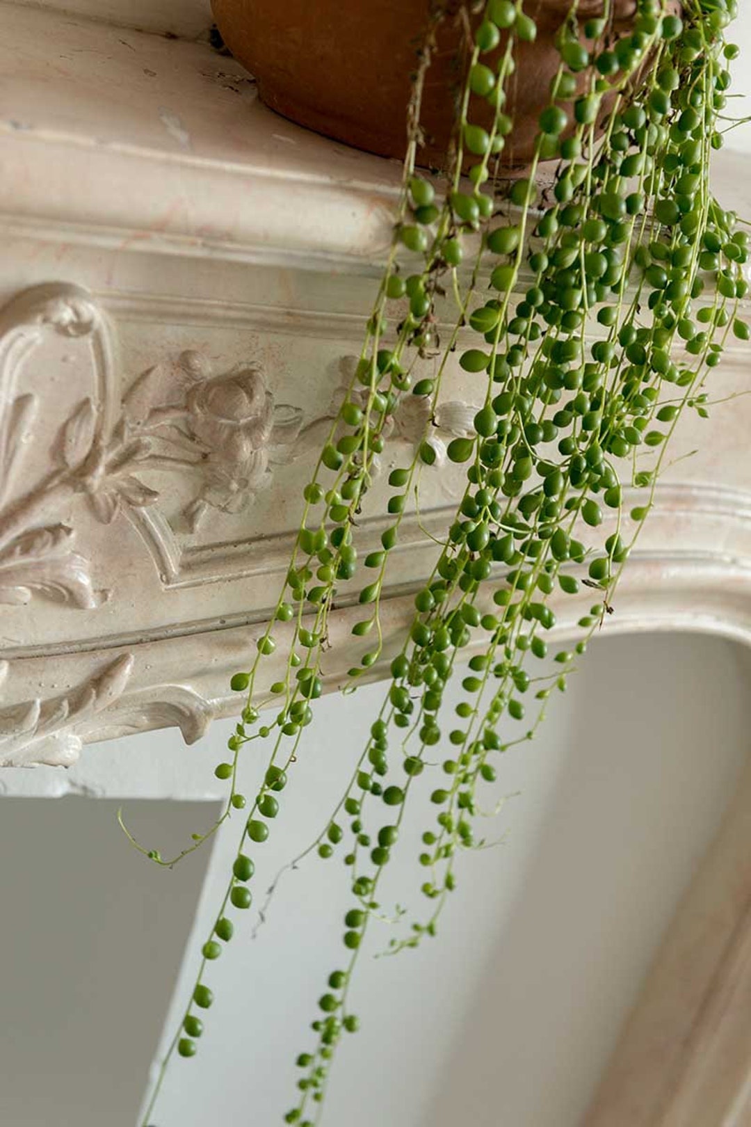 LOW STOCK SALE - String of Pearls Plant Live in Pot Perfect Gift House ...