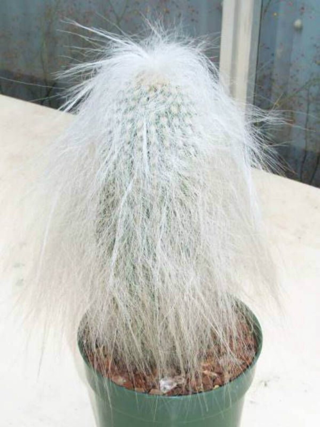 Old Man Cactus White Fuzzy Hair Succulents Live Plant Cephalocereus ...