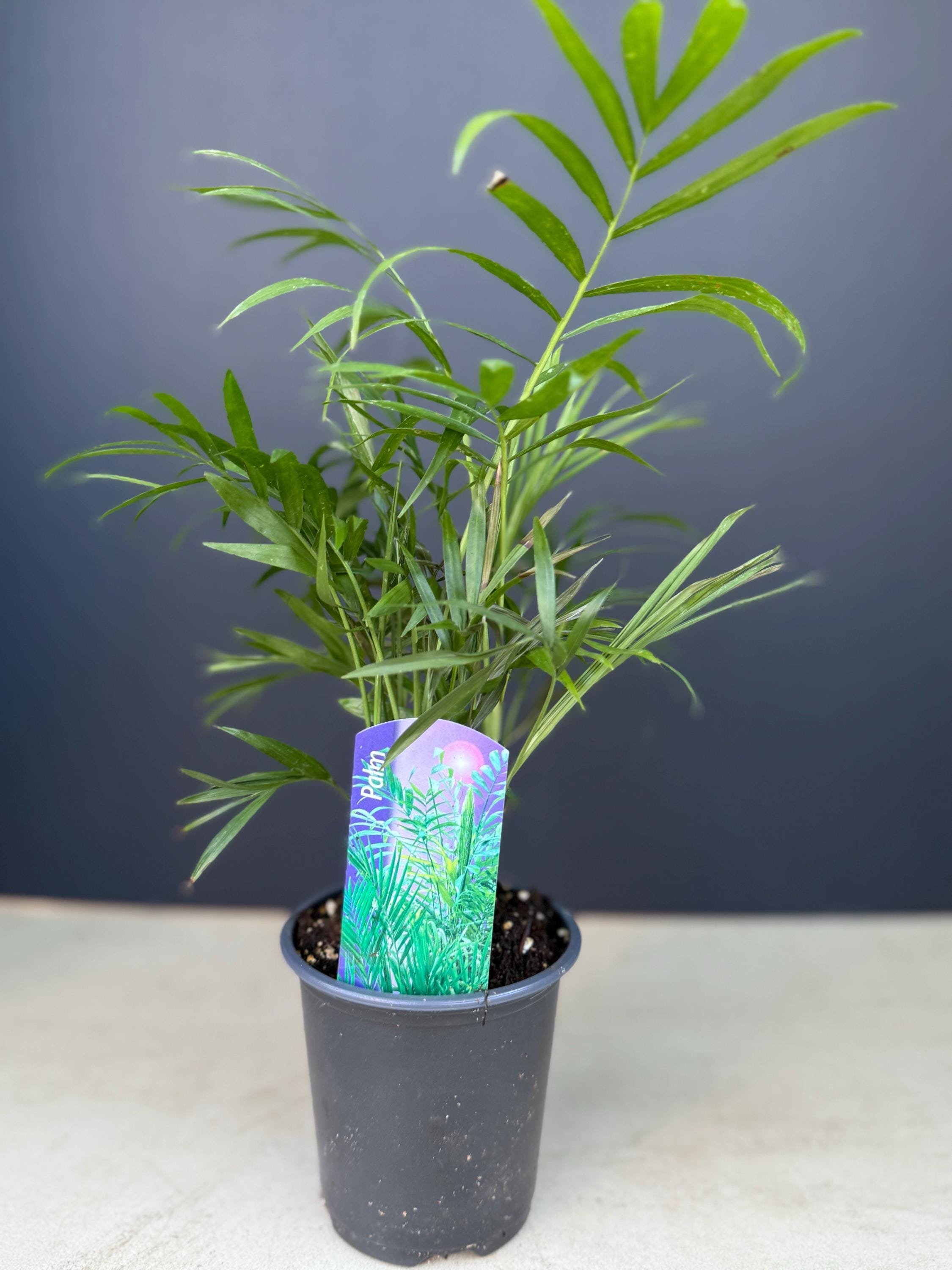 Parlor Palm | Neanthe Bella Palm | Dwarf Mountain Palm - Etsy