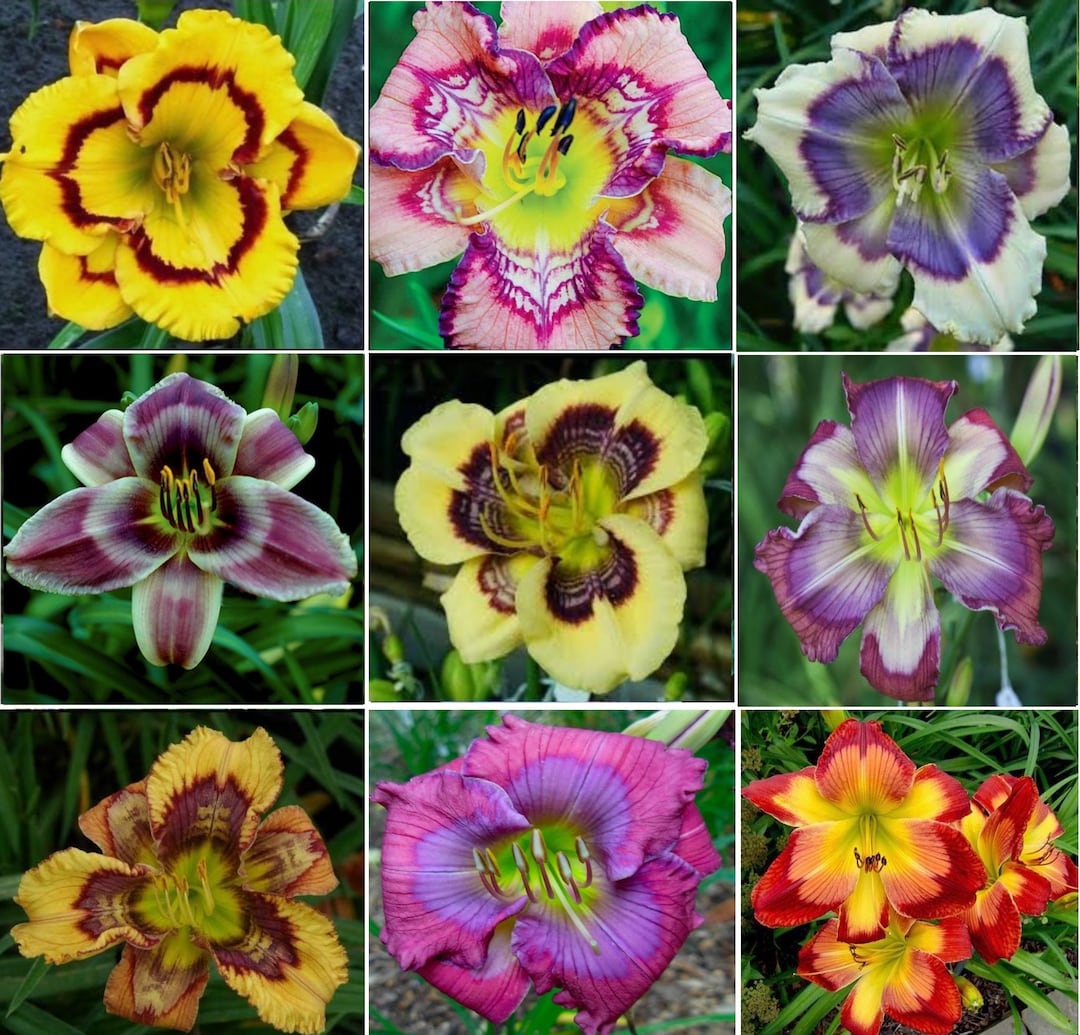 FIVE 5 Mixed Hybrid Daylily Plants Premium Flowers From Introductions ...