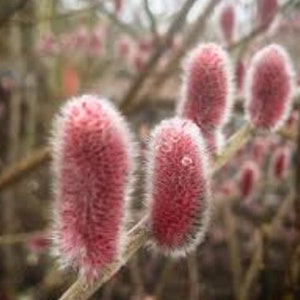 Pink Pussy Willow Cuttings Plants Japanese Mt Aso Plant Bush Tree Small ...