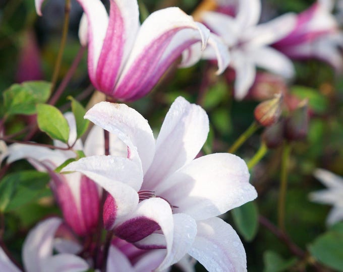 Texas Princess Kate Pink Bells Clematis Bloom Pink Burgundy White Vine ...