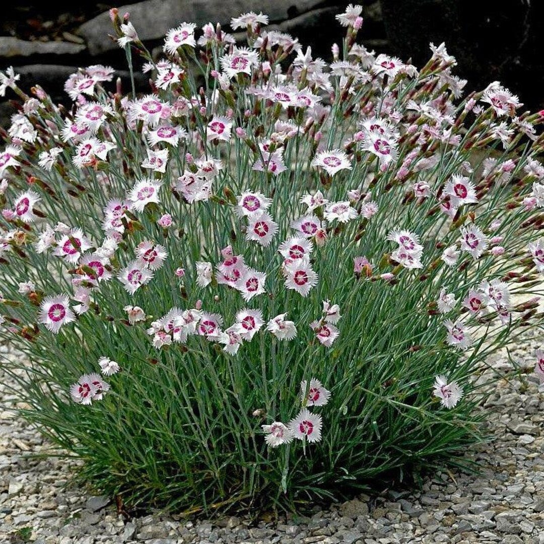 Arctic Fire Dianthus Pink and White Flowers Continuous Bloomer April ...