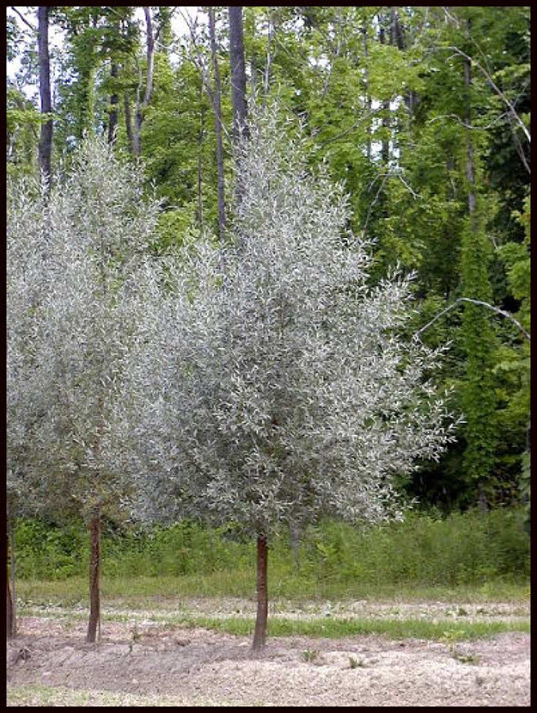 Silver Leaf Willow Cuttings Plants Plant LIVE Bush Tree Small Starter ...