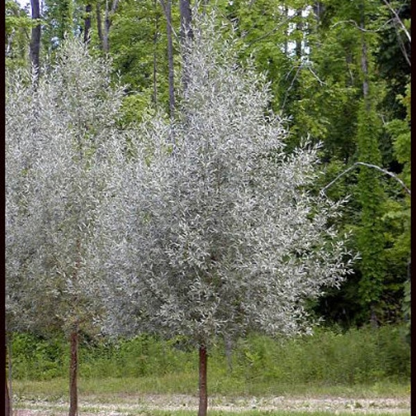 Silver Willow Tree - Etsy