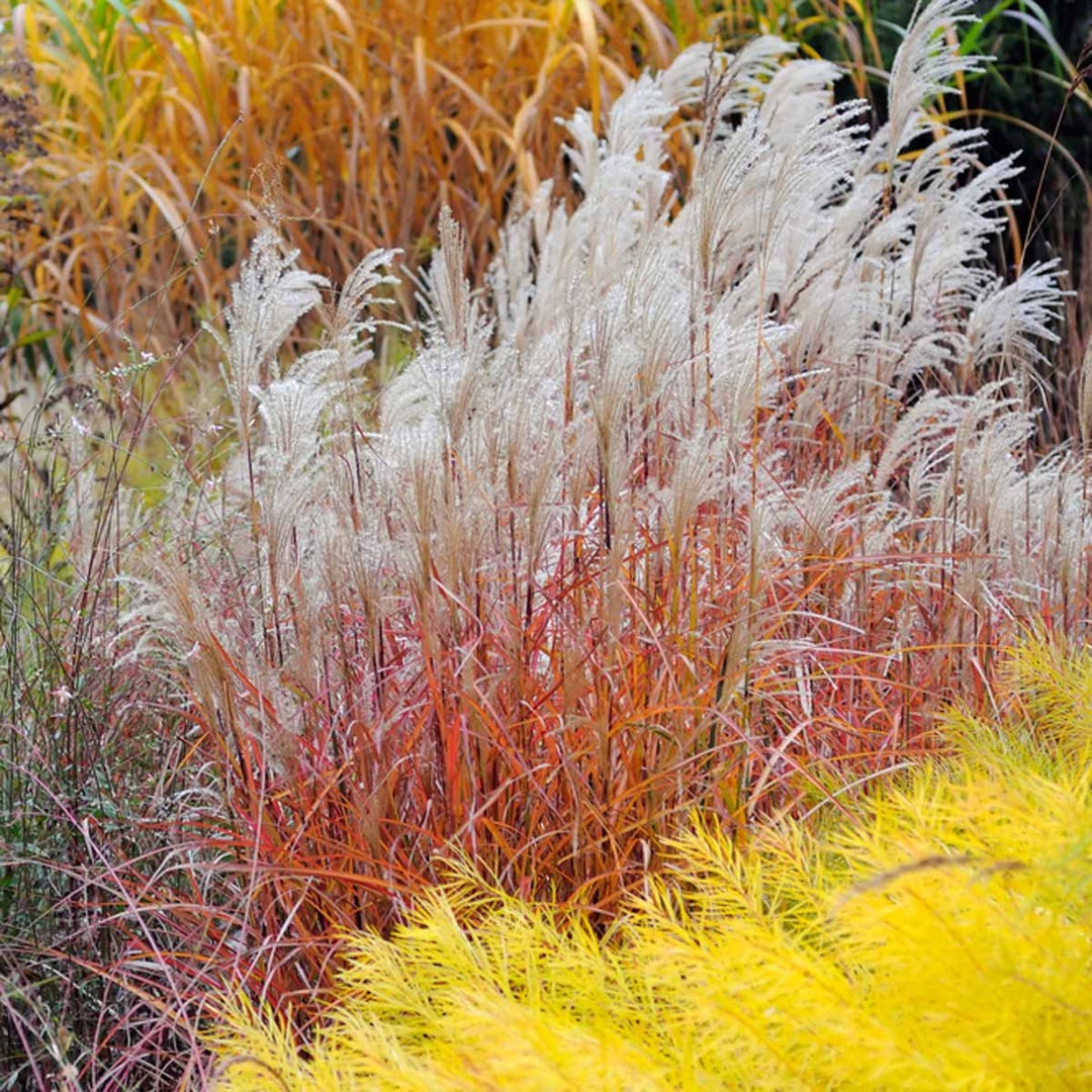 Autumn Flame Grass Purpurascens Perennial Ornamental 1 Live Plant Clumping Fast Growing Plants