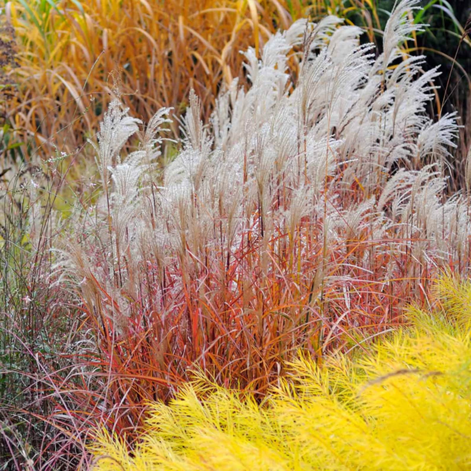 SPRING SALE Autumn Flame Grass Purpurascens Perennial Ornamental 1 Live ...