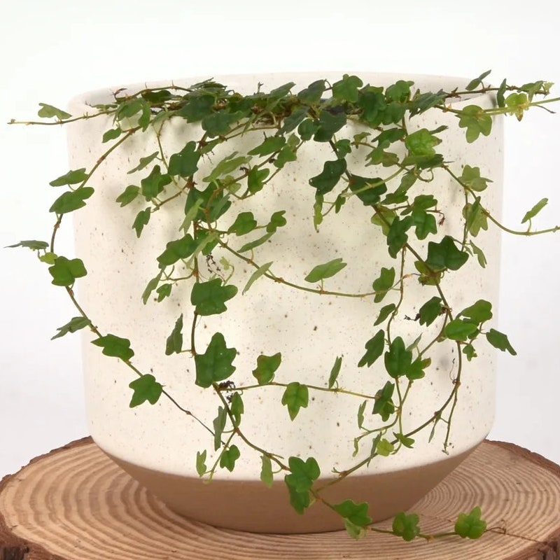 String of Frogs - Etsy