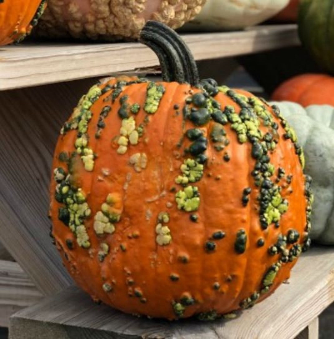 Scarface Pumpkin Seeds Gourd Non GMO Heirloom Warts Vegetable - Etsy Scarface Pumpkin Seeds Gourd Non GMO Heirloom Warts Vegetable - Etsy