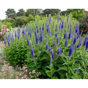 Veronica Royal Candles 'sunny Border Blue' - Etsy