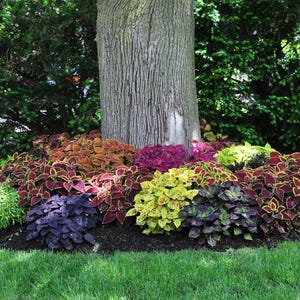 SUPER SALE 5 Pack Coleus Mixed Pack Alabama Sunset, Fairway, Robyn ...