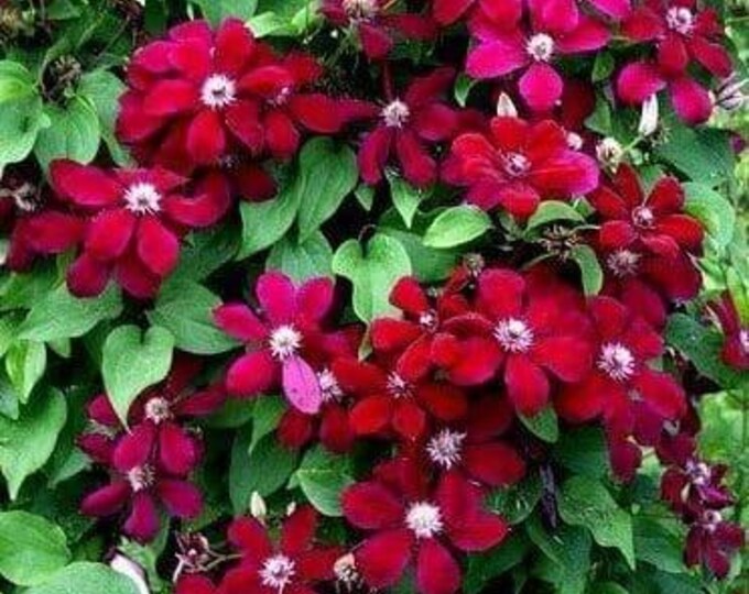 SUPER SALE Ruby Red Westerplatte Clematis Bloom Vine Live Plants ...