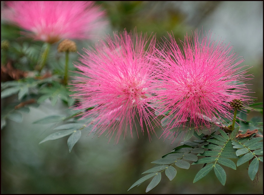 LOW STOCK SALE - Pink Mimosa Tree Flowering Fast Growing Trees - Etsy