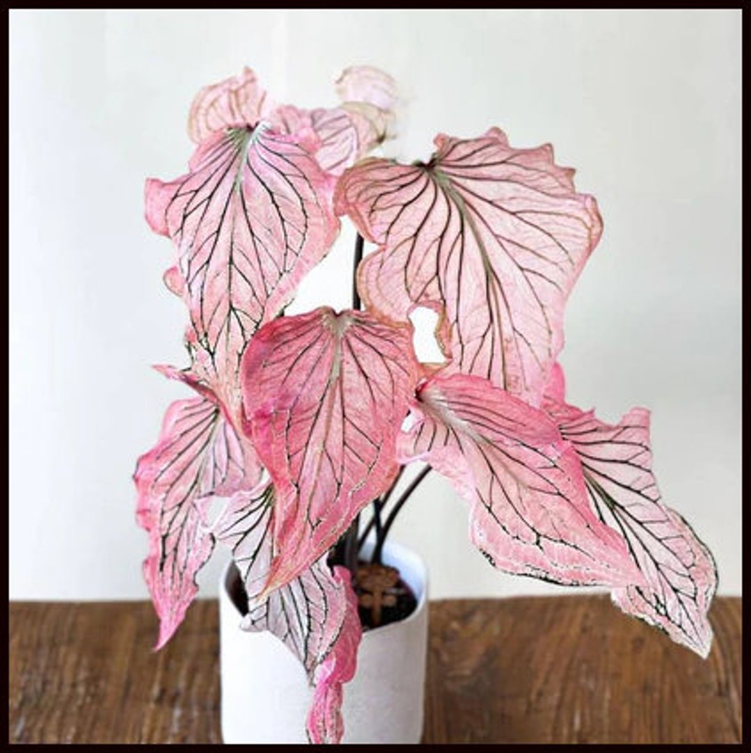 SPECIAL SALE - Pink Princess Symphony Caladium Bulbs PPP - Live Plant ...