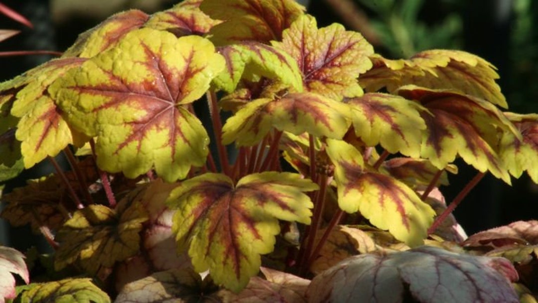 SOLAR ECLIPSE Heuchera Flowers Perennial Plants Live Plant Summer ...