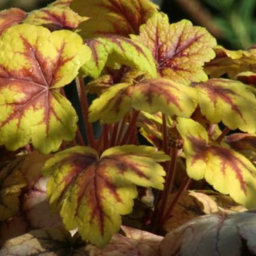 Melting Fire Coral Bells Heuchera With Flowers Perennial Live - Etsy