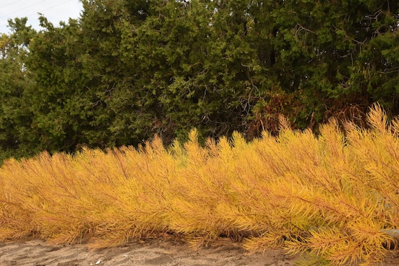 BUTTERSCOTCH Threadleaf Amsonia Hubrichtii Bluestar Blue | Etsy