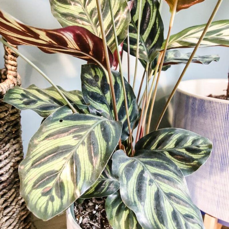 Calathea - Etsy