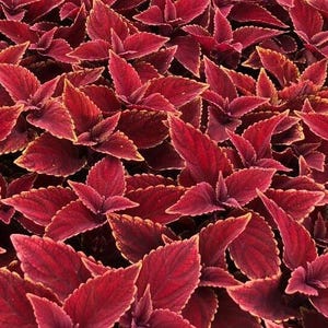 SUPER SALE 5 Pack Coleus Mixed Pack Alabama Sunset, Fairway, Robyn ...