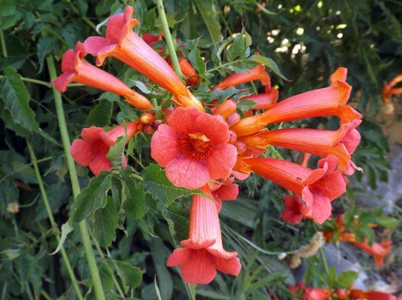 SPRING SALE -red Trumpet Vine Madame Galen Flower Grow 6-8 Feet Tall ...