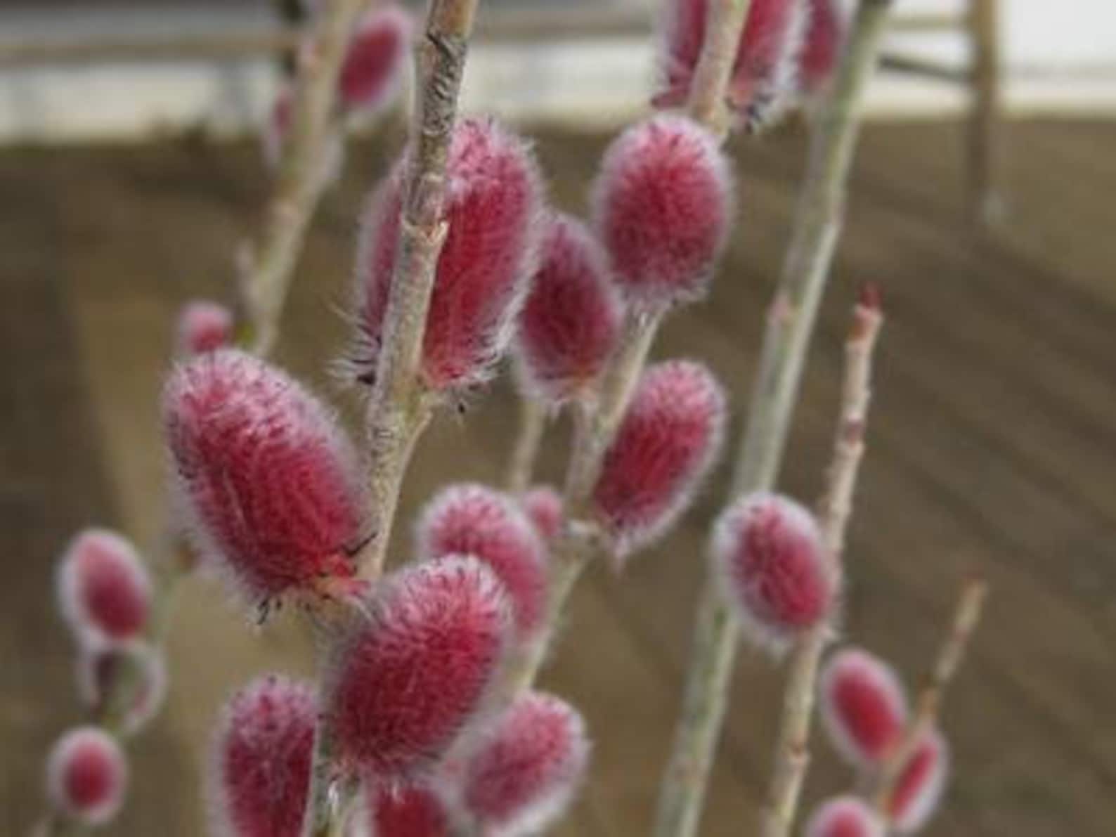 PINK Japanese Pussy Willow Mt Aso Plant Live Bush Shrubs Tree Small ...