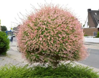 SALIX 'HAKURO NISHIKI' dappled Willow Starter Plant Approx 12 Inch ...