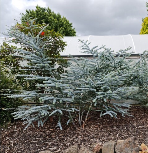 Baby Blue Eucalyptus Tree Live Plant Seedling Fast Growing - Etsy