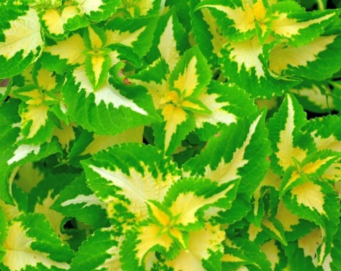 10 Seeds Jade Coleus Flower Packet House Plants - Etsy