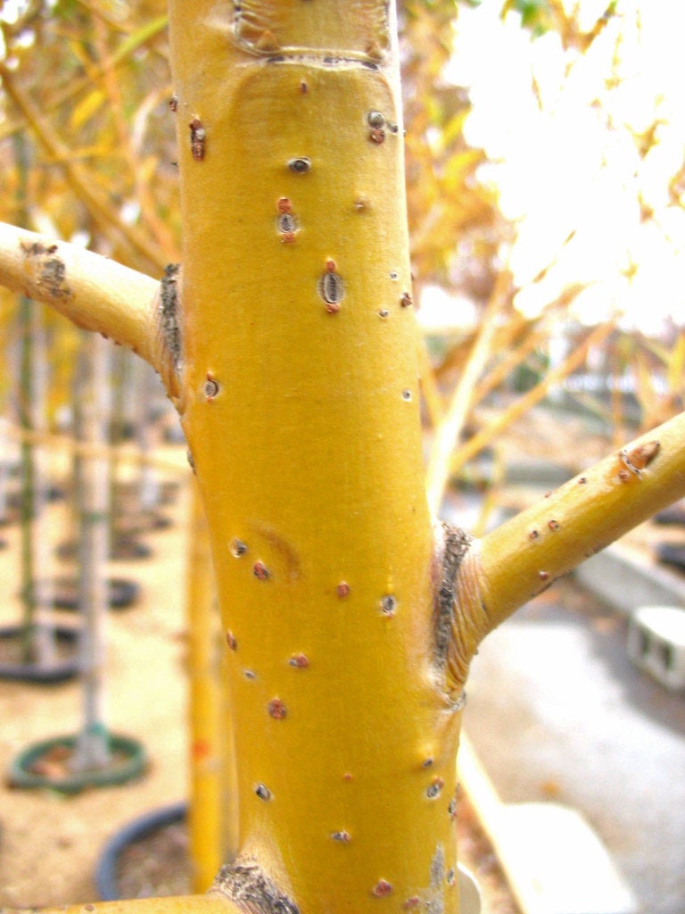 Cuttings Niobe Golden Weeping Willow Tree Fast Growing Trees No Roots ...