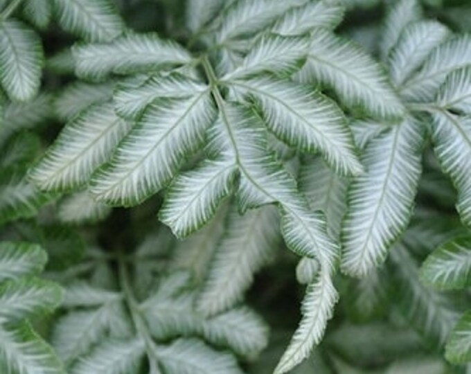 Peacock Fern selaginella Uncinata, Rainbow Fern - Etsy