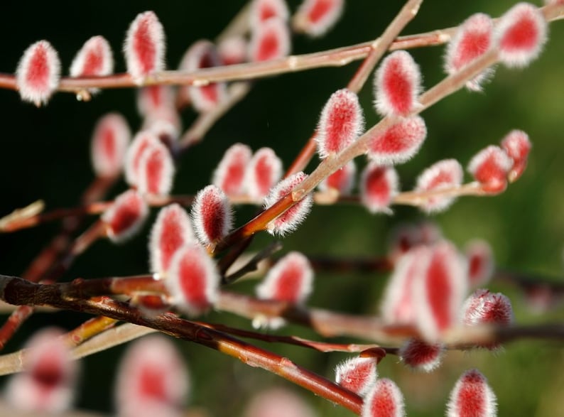 PINK Japanese Pussy Willow Mt Aso Plant Live Bush Shrubs Tree Small ...