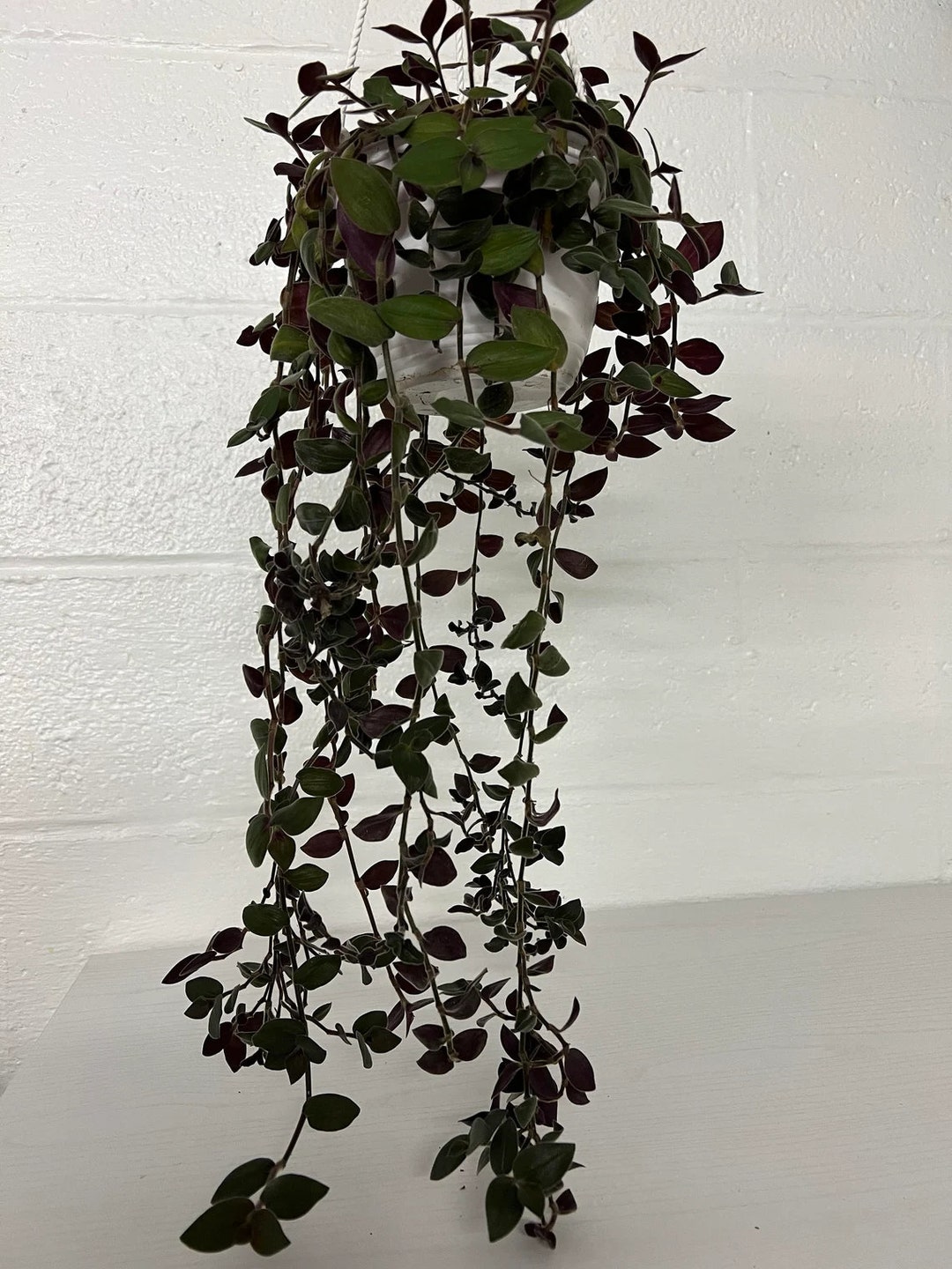 Cuttings Baby Fuzzy Bunny Bellies Plant Houseplants Live Indoor Fast ...