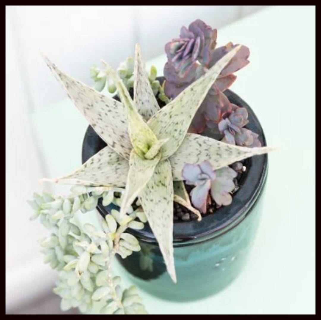 White Fox Aloe Succulents Plant Gift for Her Him Rare White on the ...