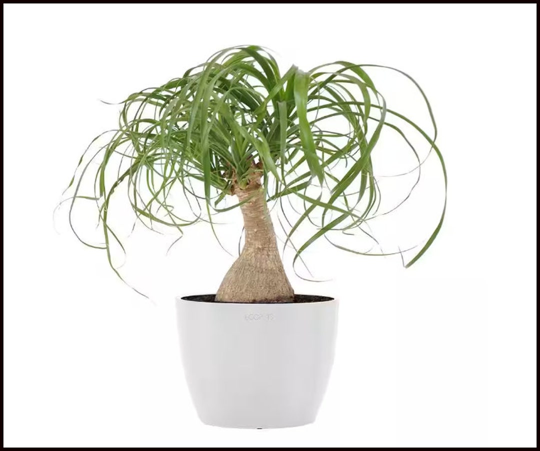 Ponytail Palm Tree House Plant Miniature Succulent Bonsai - Etsy