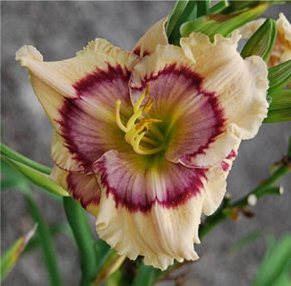 Rare Daylilies
