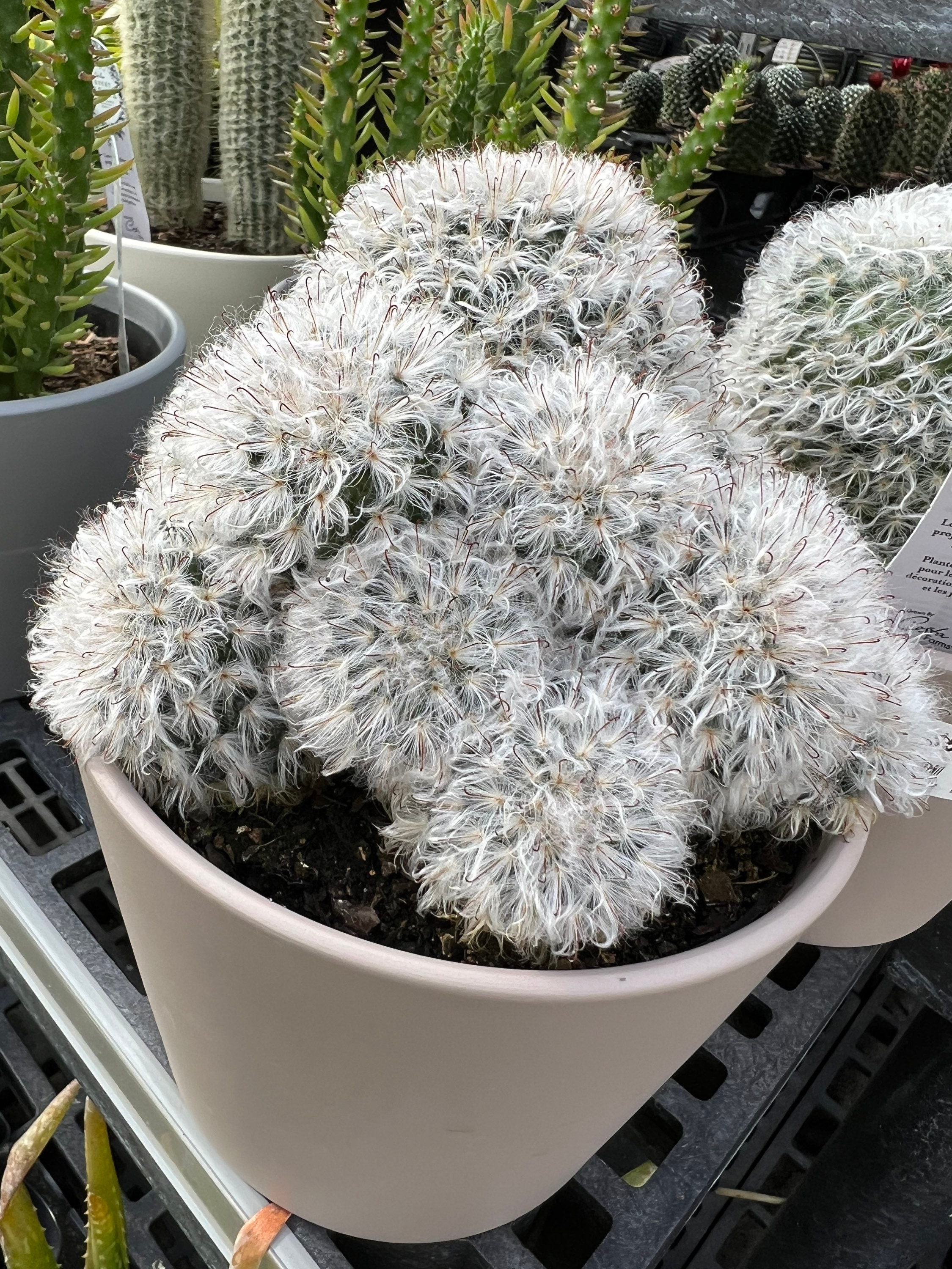 Old Lady Cactus White Fuzzy Hair Succulents Live Plant - Etsy