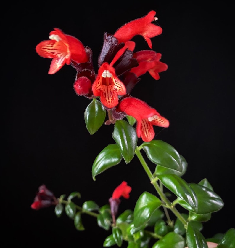 Red Lipstick Vine Plant - Etsy