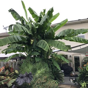Cold Hardy Banana Tree Muso Basjoo Live Plant Seedling Ships 2024 Fast ...