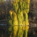 Cuttings Niobe Golden Weeping Willow Tree Fast Growing Trees No Roots ...
