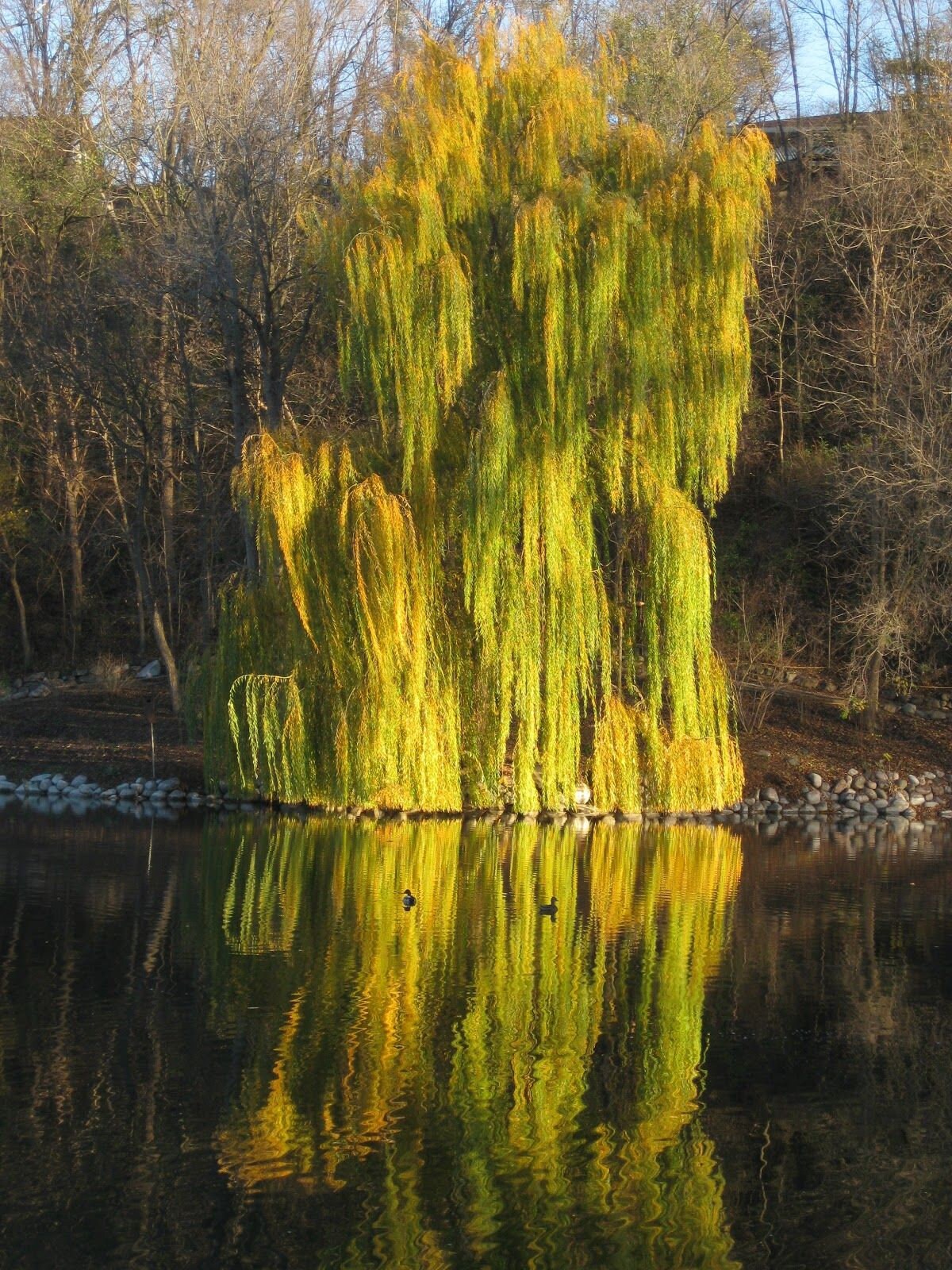 Niobe Golden Weeping Willow Tree Seedling Fast Growing Trees - Etsy