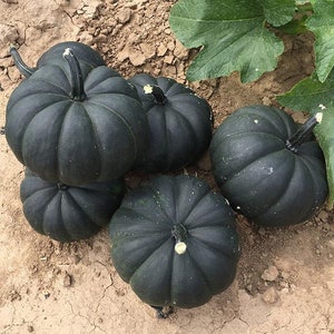 Mini Black Kat Pumpkin Seeds Gourd Non GMO Heirloom Vegetable for ...