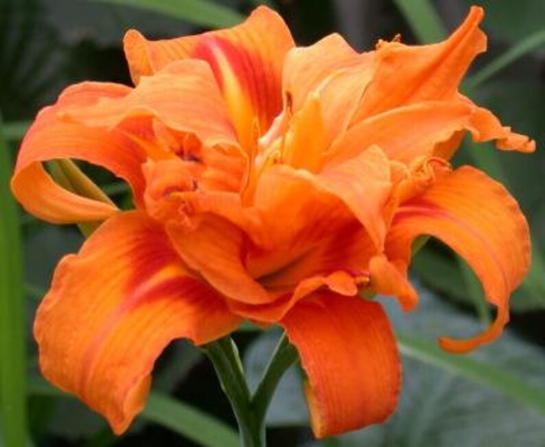 3 THREE Orange Double Daylily Lily Flower Fan Live Flowers - Etsy