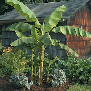 Cold Hardy Banana Tree Muso Basjoo Live Plant Seedling Ships 2024 Fast ...