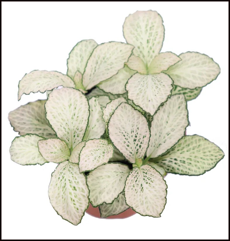 Snow Anne White Fittonia Plant Live in Pot Perfect Gift House Plant Low ...