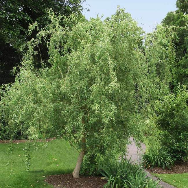 Live Scarlet Curls Corkscrew Willow Tree Cutting Live Plant - Etsy