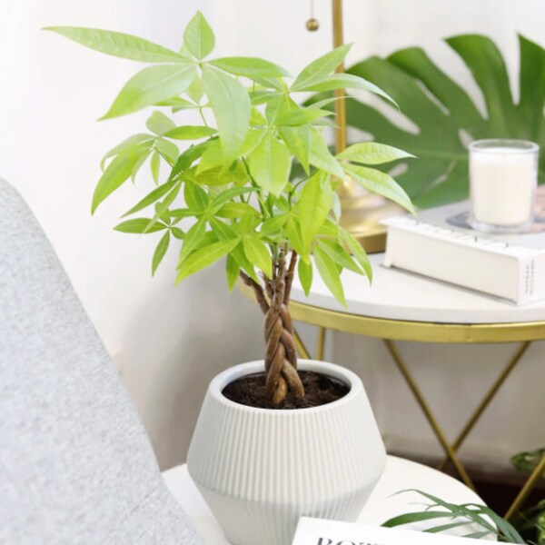 Money Trees House Plants - Etsy