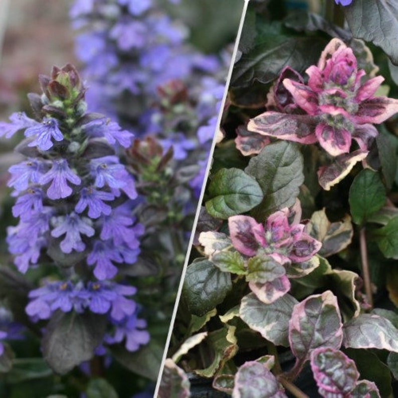 Ajuga BURGUNDY GLOW Ground Cover Bugleweed Live Plant Dark | Etsy