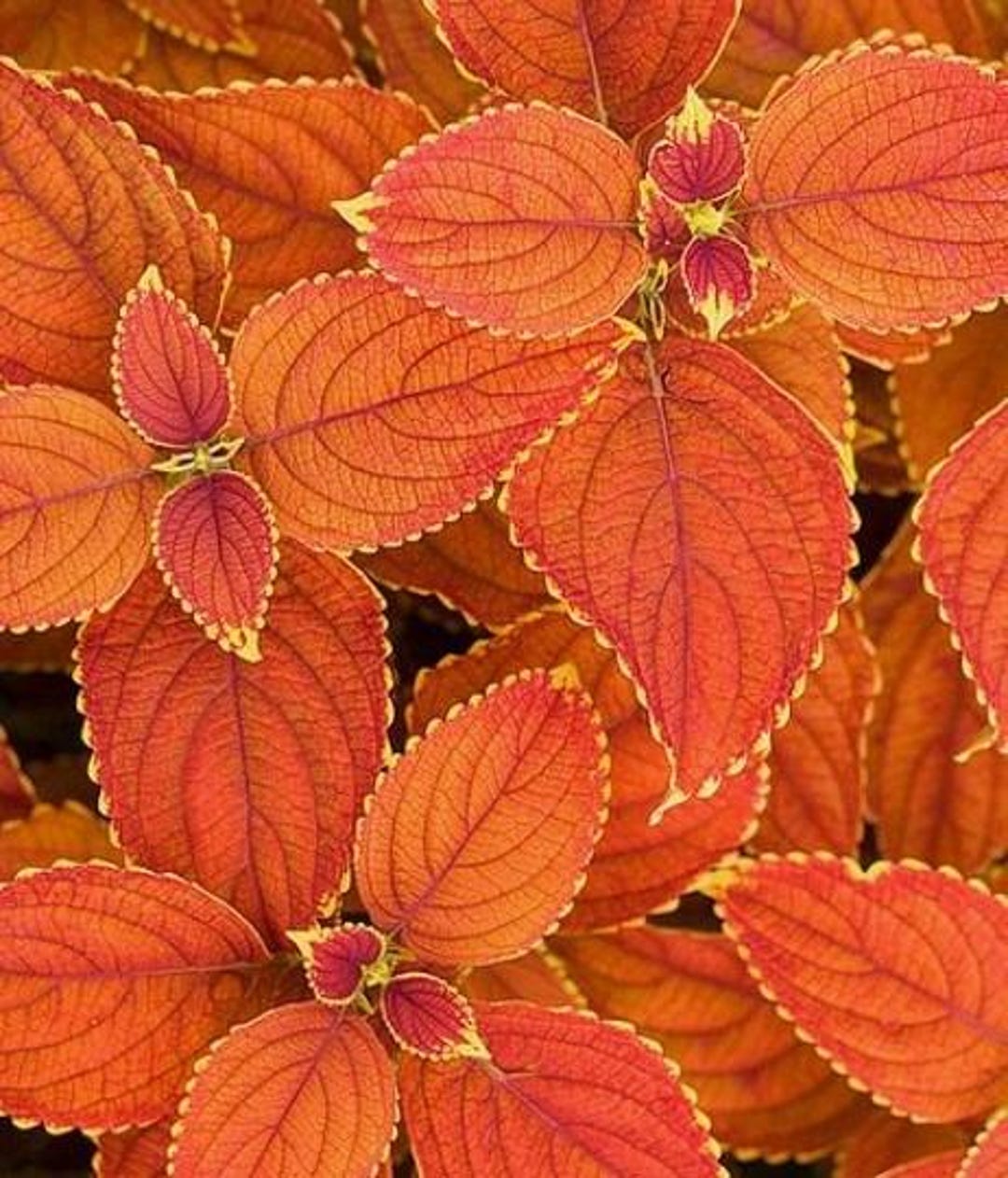 Rustic Orange Coleus Houseplants Live in Pot Indoor 2.5" X 4" Starter ...