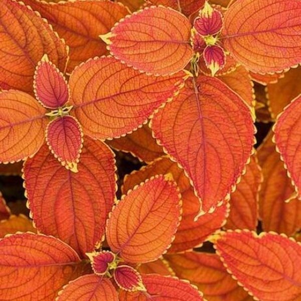 Coleus - Etsy